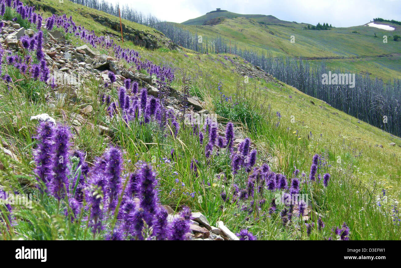 Mount Washburn in Yellowstone National Park is home to a variety of ...