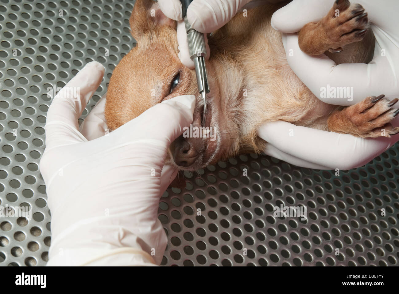 Veterinary operation hi-res stock photography and images - Alamy