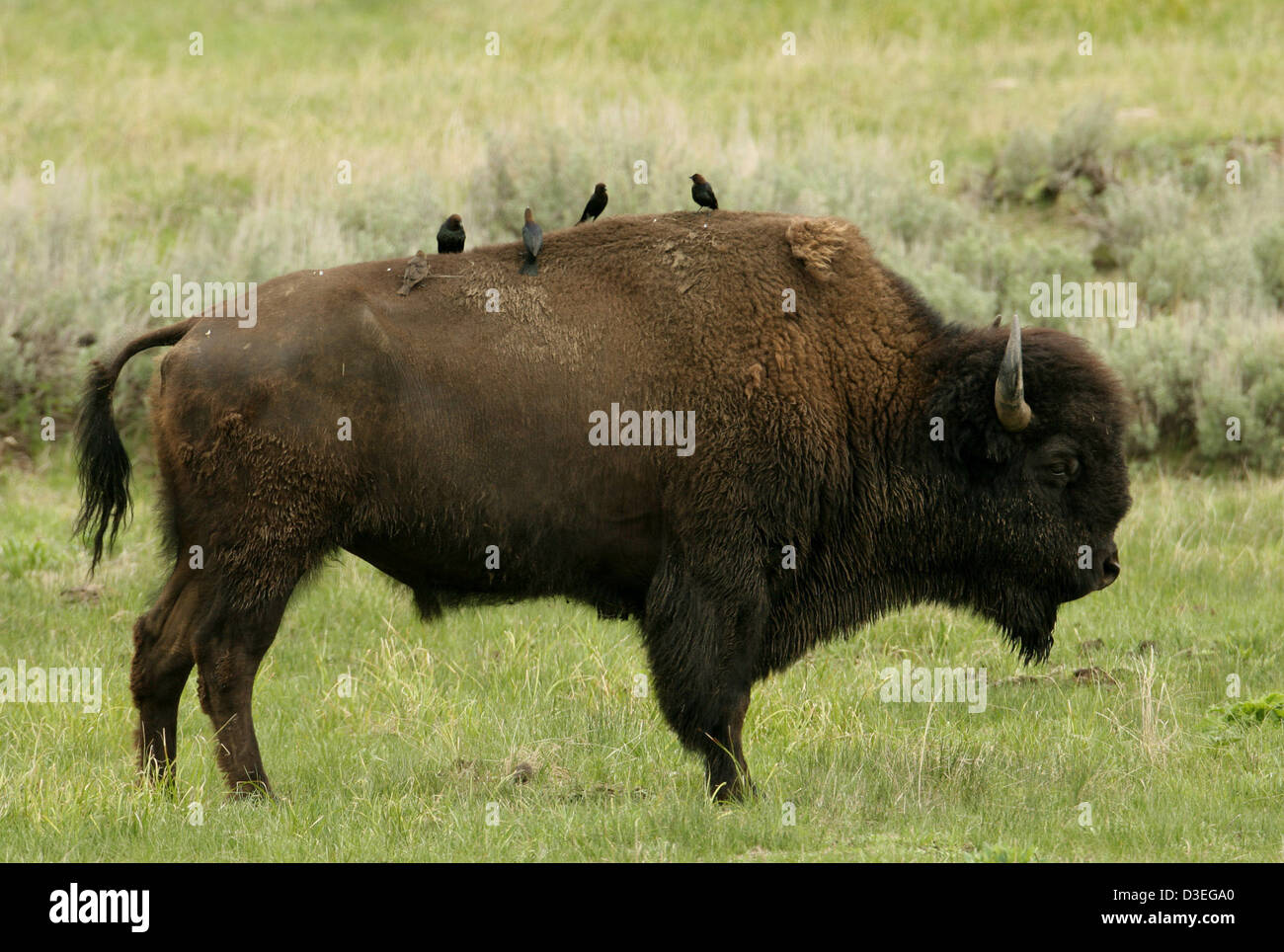 Cowbirds are seen feeding on bison in Yellowstone National Park. These ...