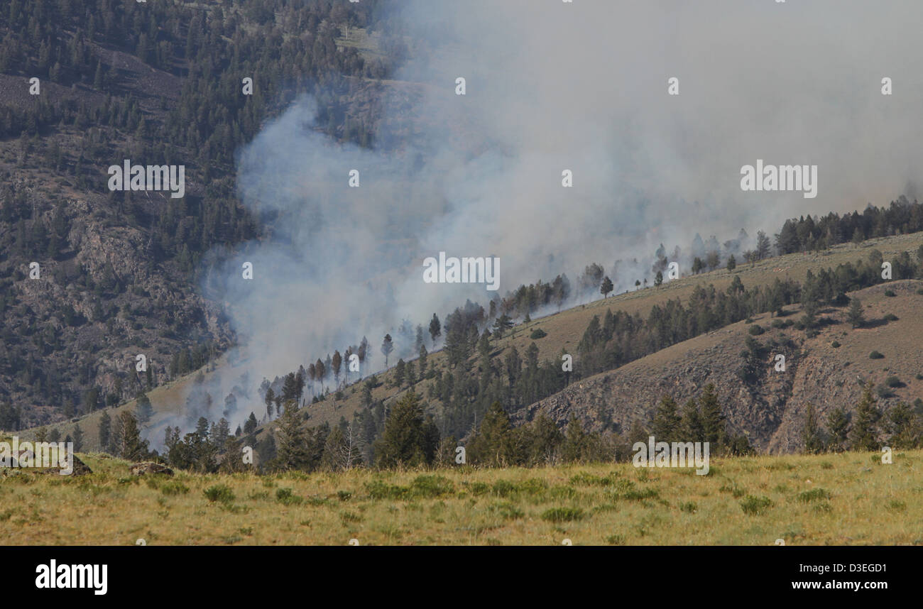 The Blacktail Fire in Yellowstone National Park was a natural event ...