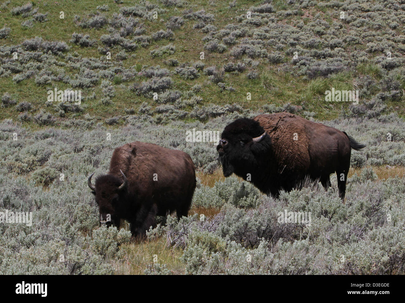 Bison in rut hi-res stock photography and images - Alamy