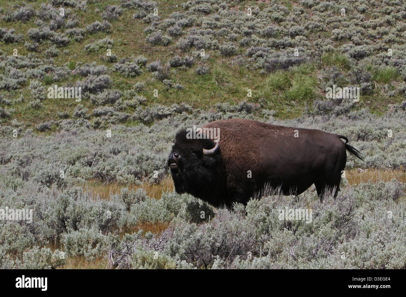 A bull bison bellows in Yellowstone National Park, showcasing the ...