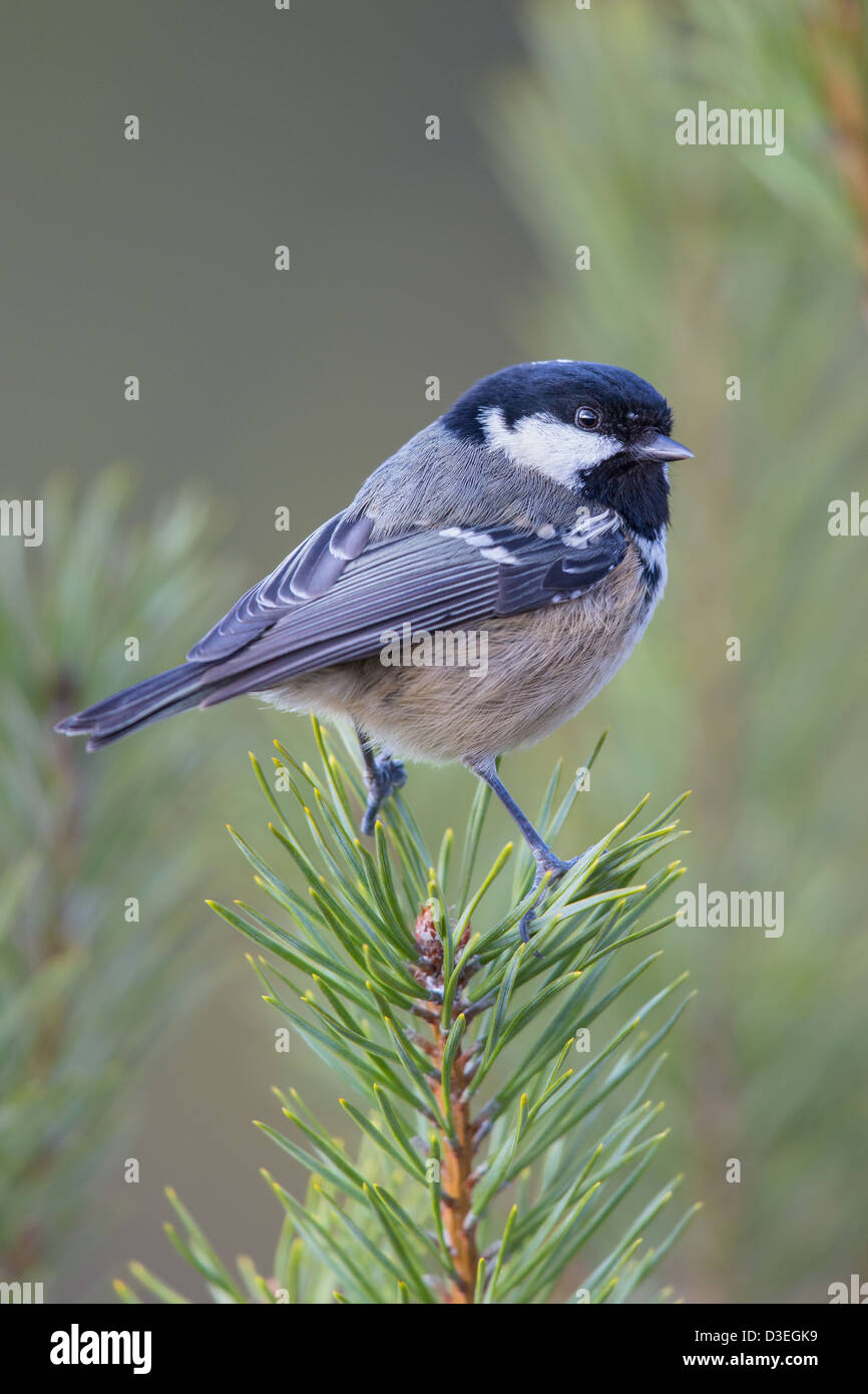 Coal tit (Periparus ater) perched on top of a fir tree, Scottish ...