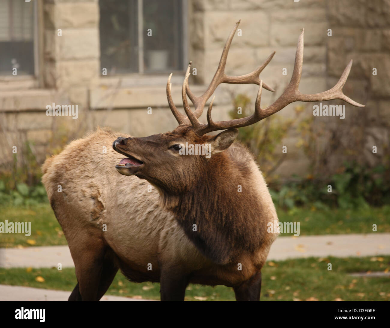 During autumn, bull elk bugle at Mammoth Hot Springs in Yellowstone ...