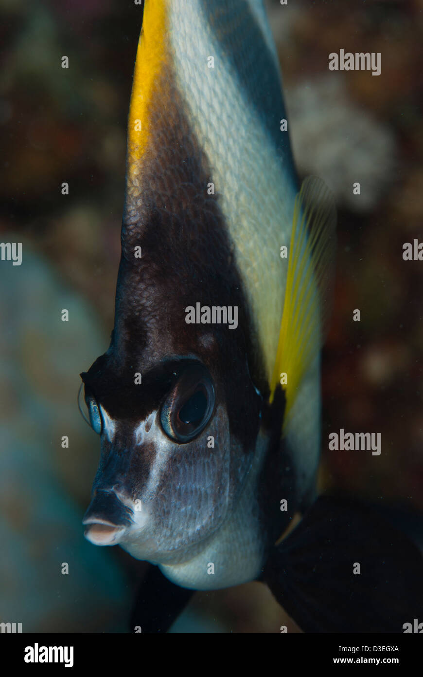 Bluecheek butterflyfish (Chaetodon semilarvatus). Marsa Alam. Res Sea ...