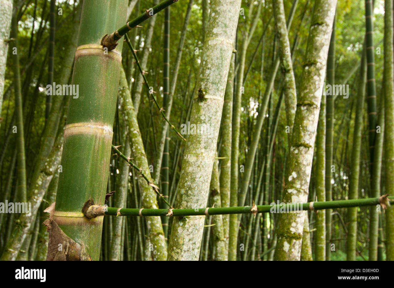 Bamboo forest colombia hi-res stock photography and images - Alamy