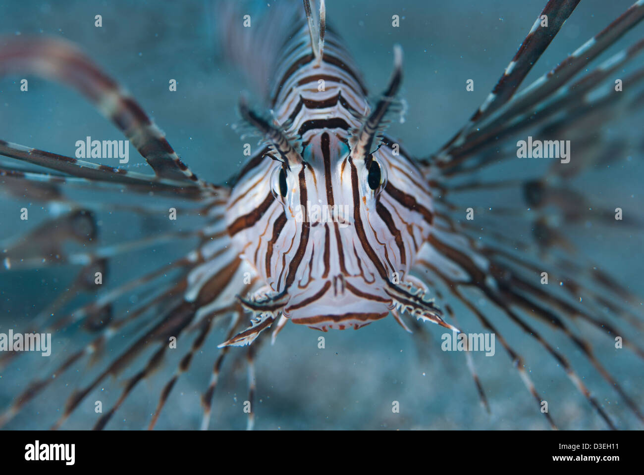 Devil firefish (Pterois miles). Marsa Alam. Res Sea (Egypt Stock Photo ...
