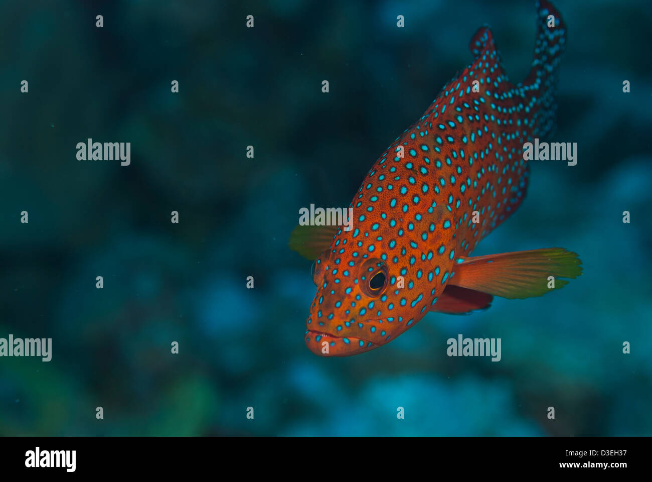 Coral hind (Cephalopholis miniata). Marsa Alam. Res Sea (Egypt Stock ...