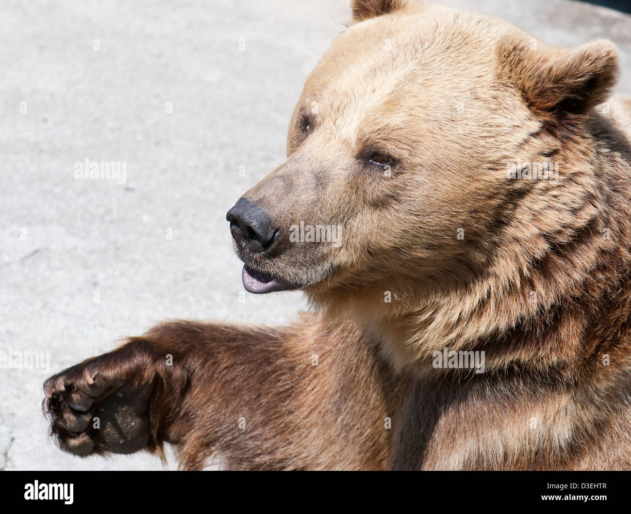 Brown bear greets with paw. Ursus arctos arctos Stock Photo - Alamy