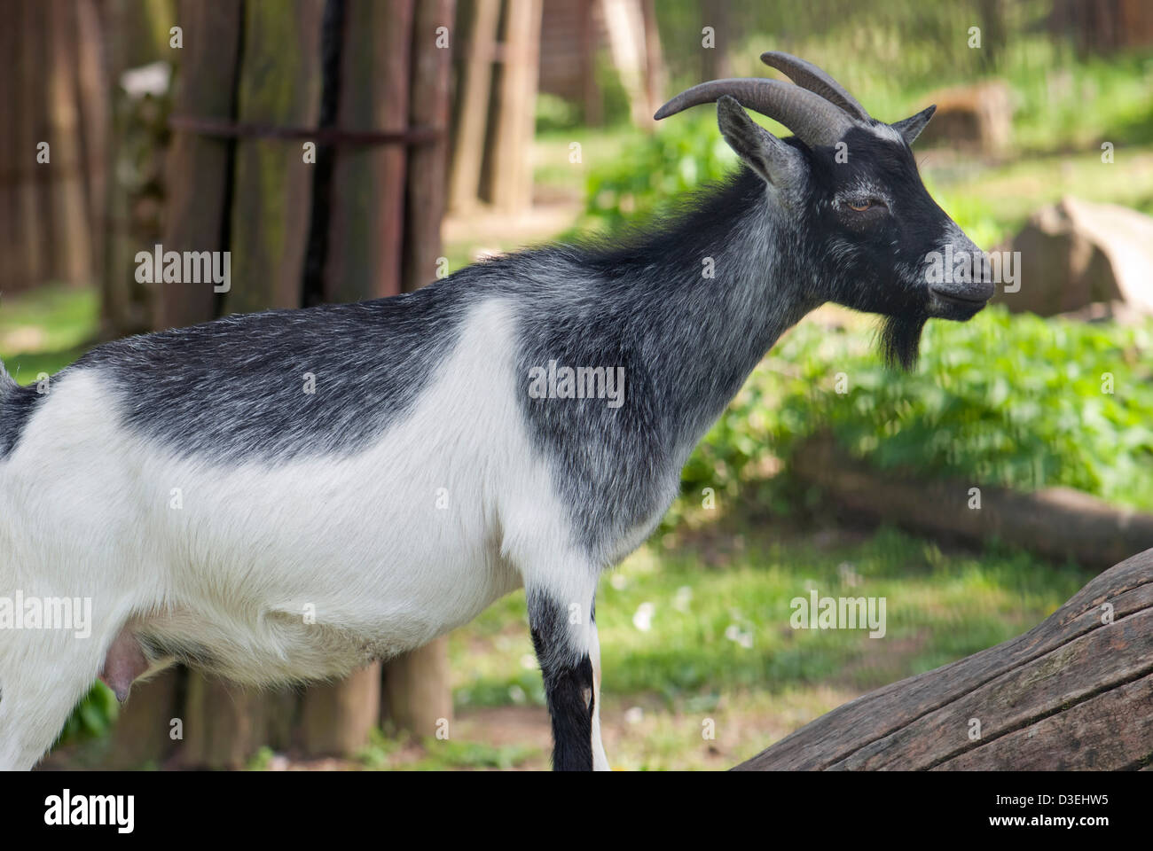 Pygmy goat home (Capra hircus Stock Photo - Alamy