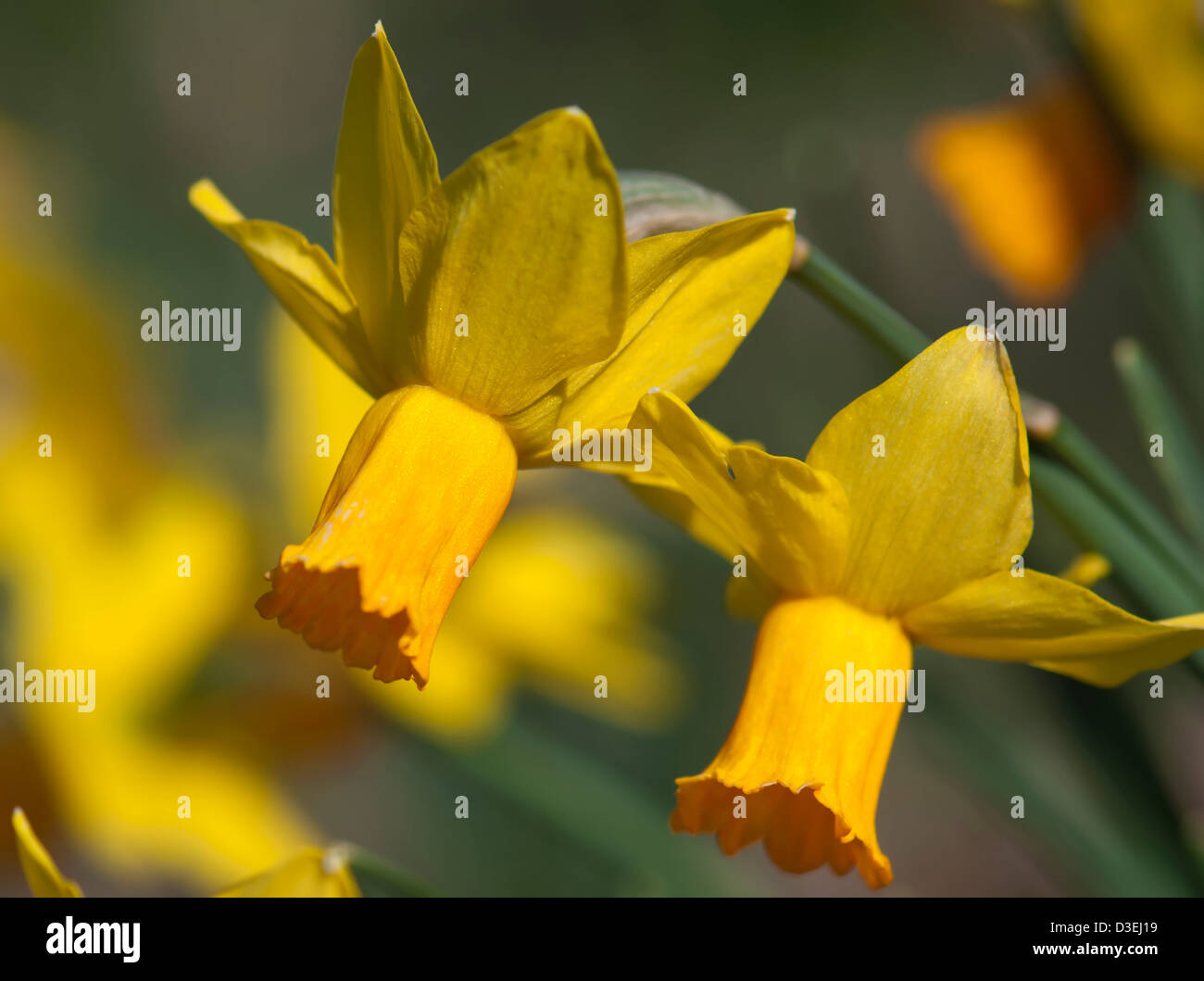 Closer look yellow petals flowers hi-res stock photography and images ...