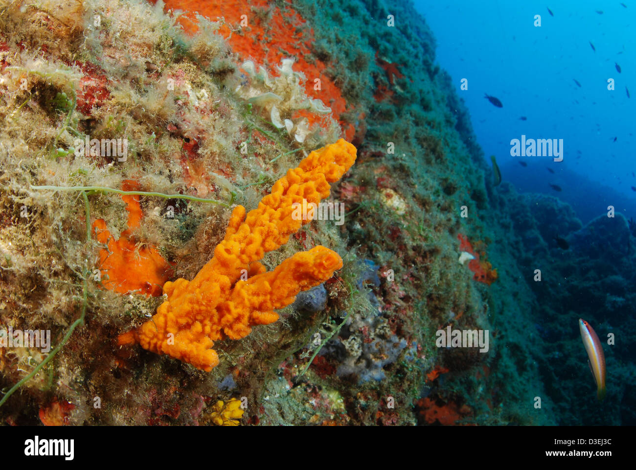Axinella hi-res stock photography and images - Alamy
