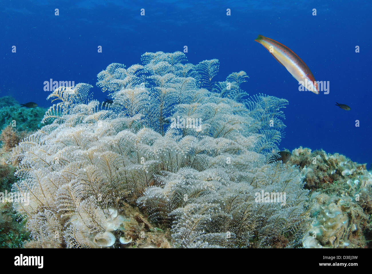 Mediterranean rainbow wrasse (Coris julis) with hydroid. Tropea (Italy ...