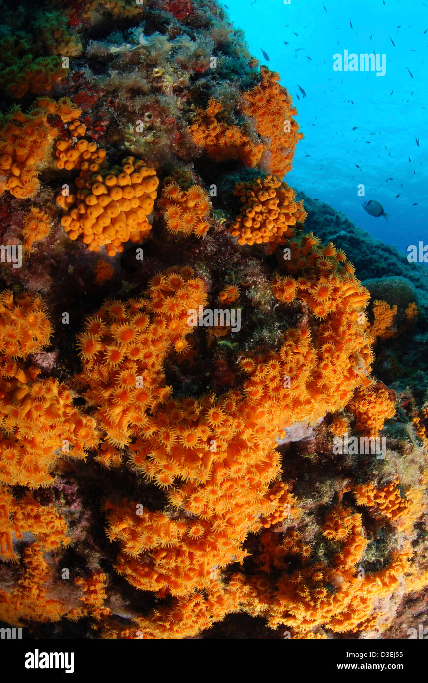 Parazoanthus axinellae. Tropea (Italy Stock Photo - Alamy