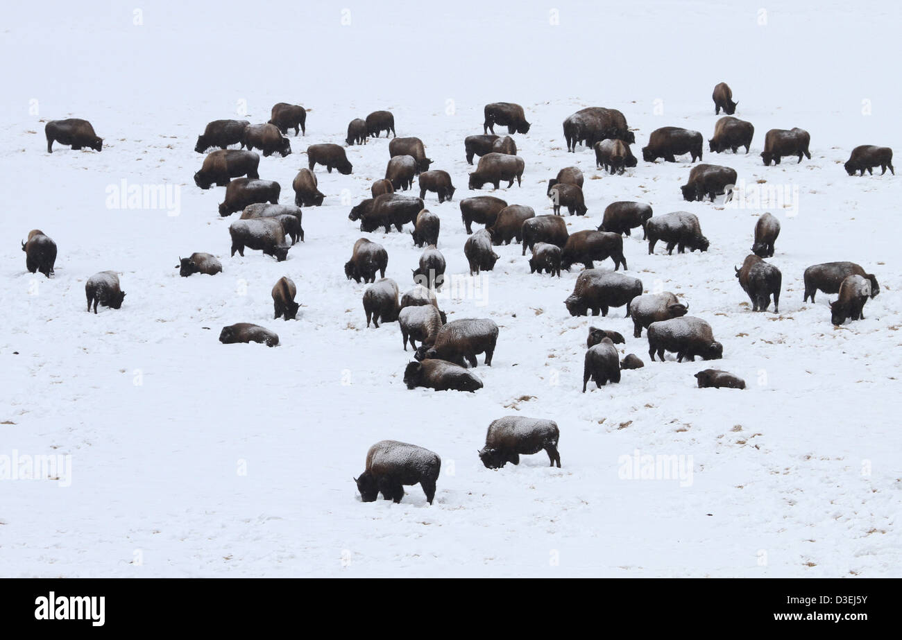Bison roam freely in Hayden Valley, a prime wildlife observation area ...