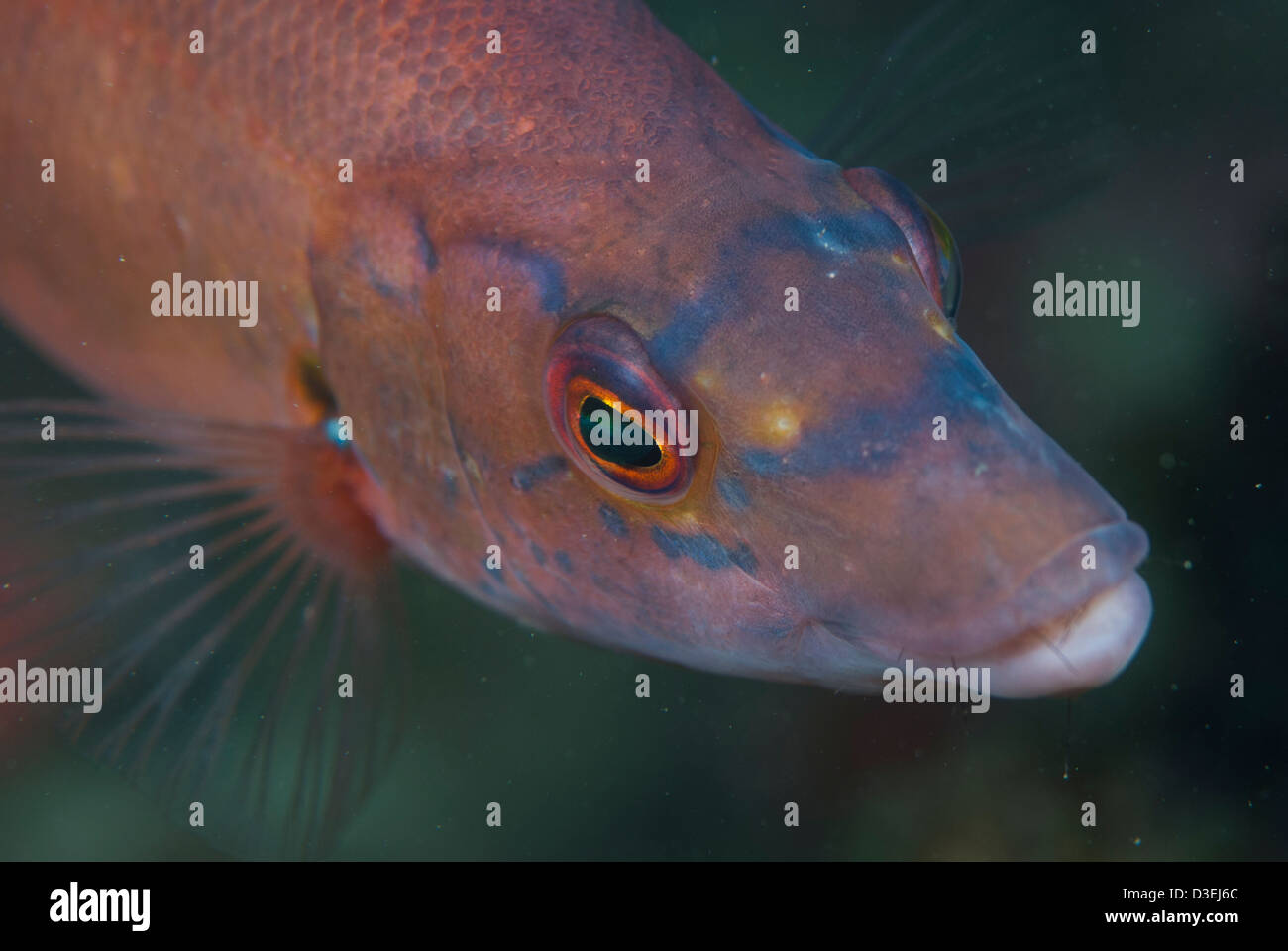 Cuckoo wrasse (Labrus mixtus). Promontory of Portofino. Mediterranean ...