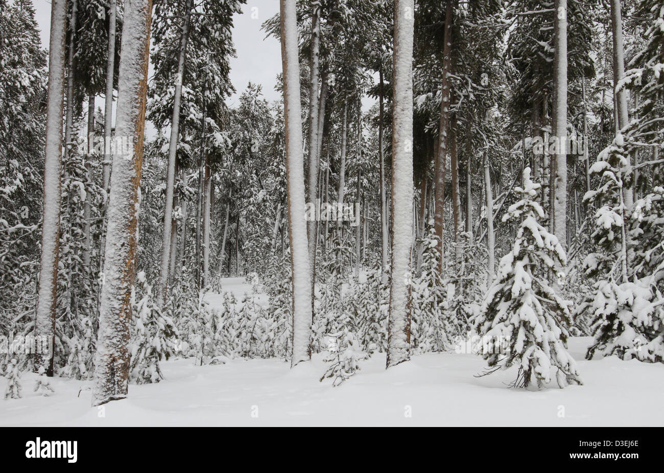 Lodgepole pines are a common sight in Yellowstone National Park ...