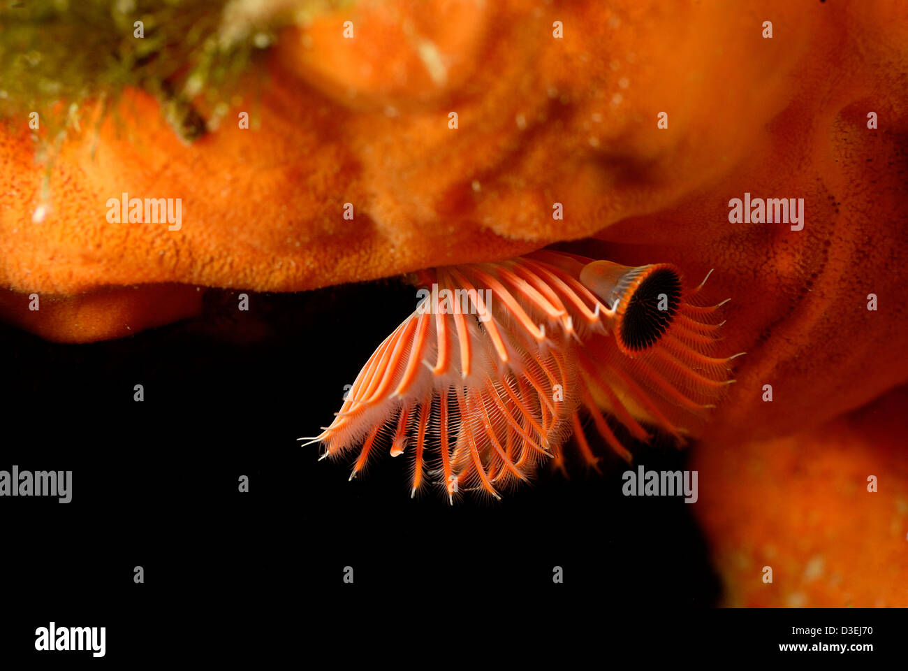 Serpula vermicularis. Promontory of Portofino. Mediterranean Sea (Italy ...