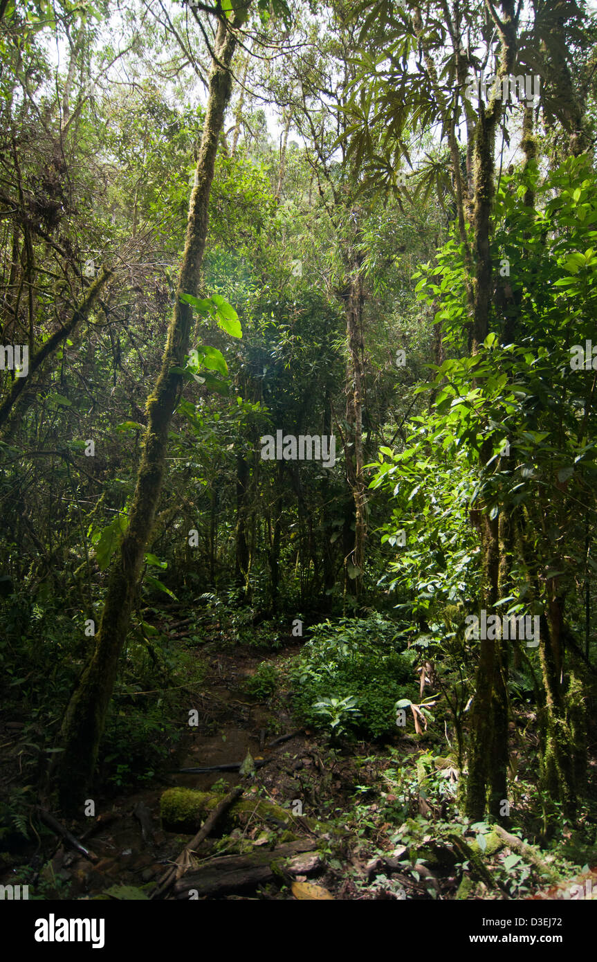 Jungle path hi-res stock photography and images - Alamy