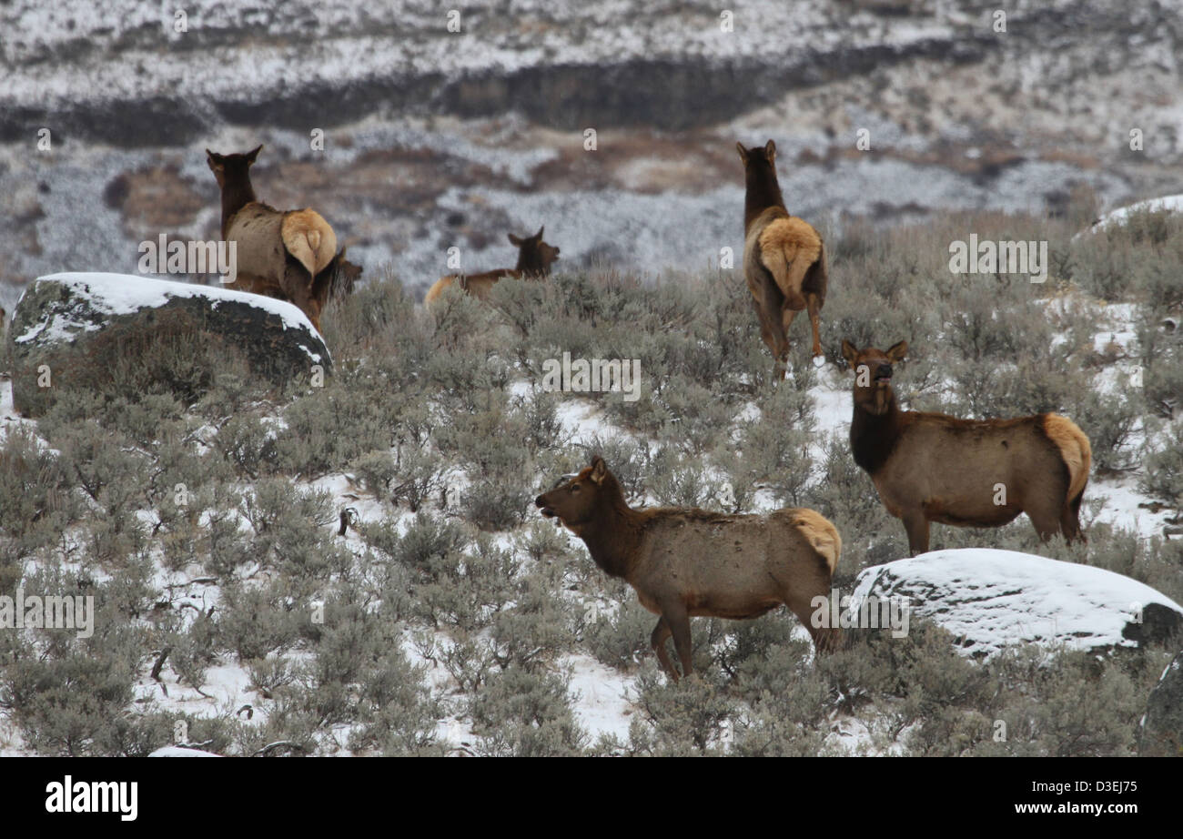 A cow elk is spotted in Yellowstone National Park, where elk herds are ...