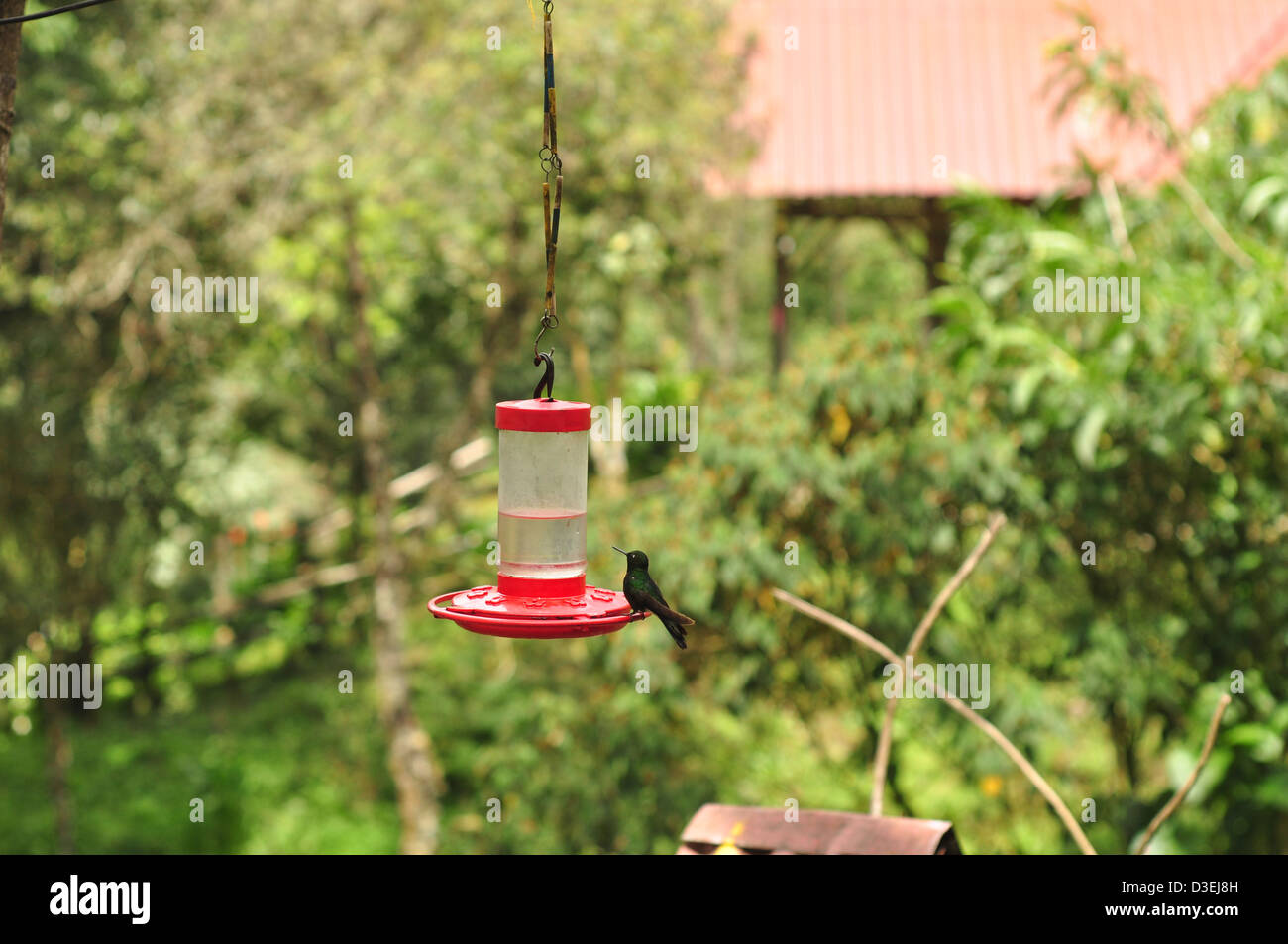 Colibri hummingbird hi-res stock photography and images - Alamy