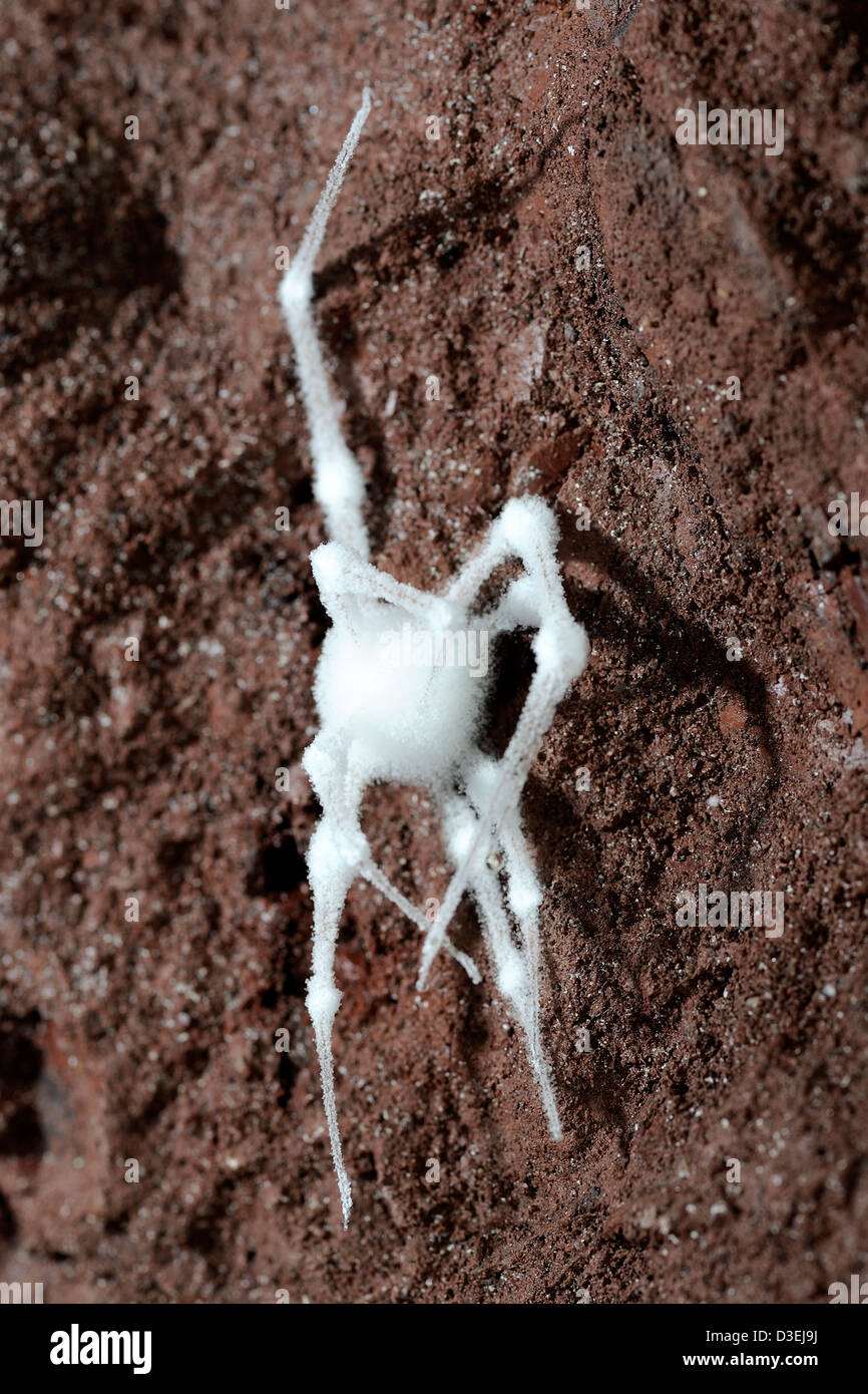 Cave spider hi-res stock photography and images - Alamy