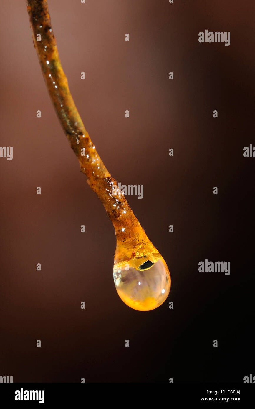 Drop of water at the end of a iron wire in an abandoned mine of iron ...