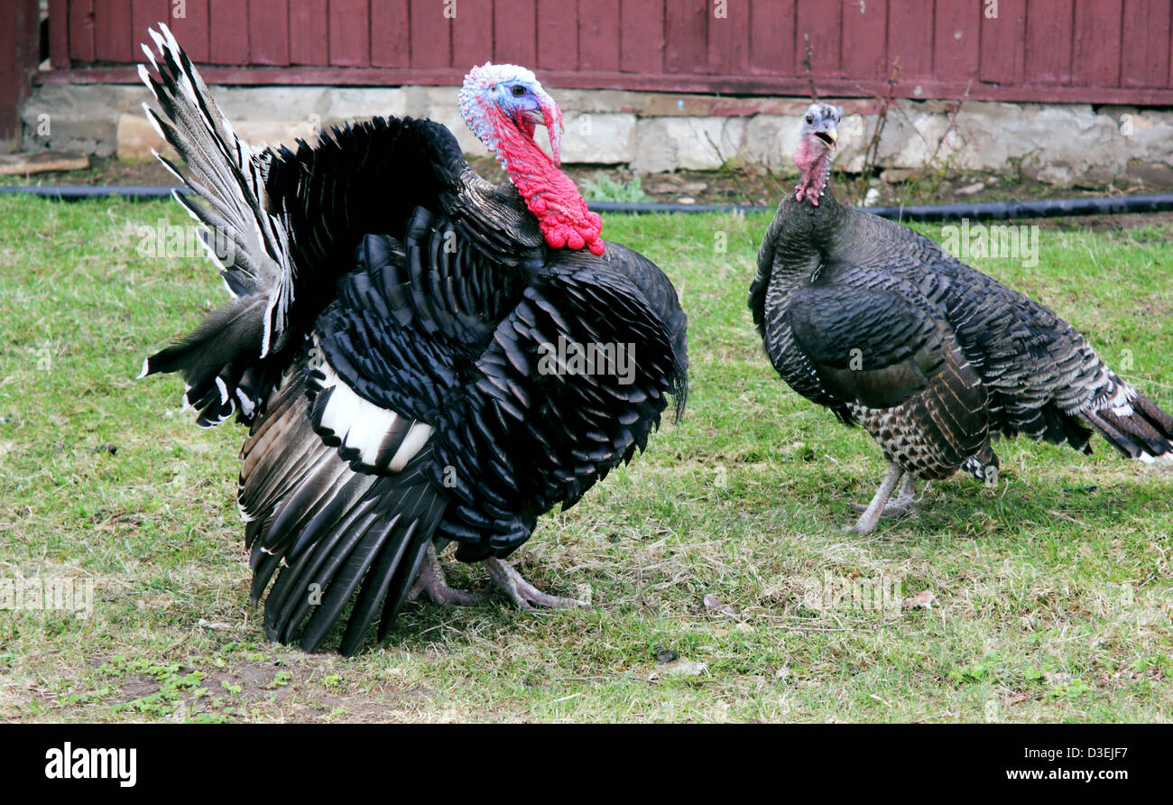 Two poultry turkey Stock Photo - Alamy