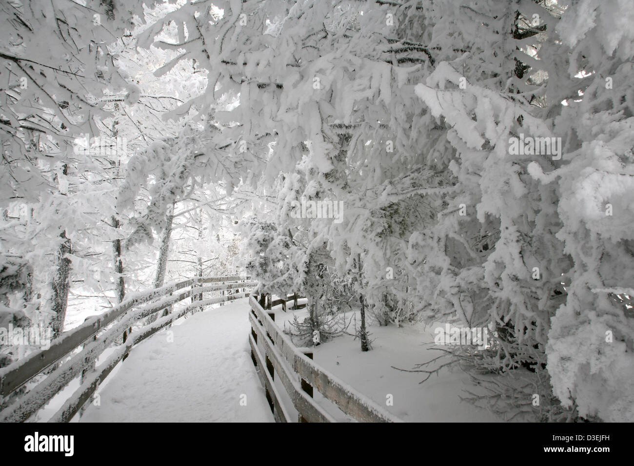 Rime ice forms around Canary Spring in Yellowstone National Park, a ...