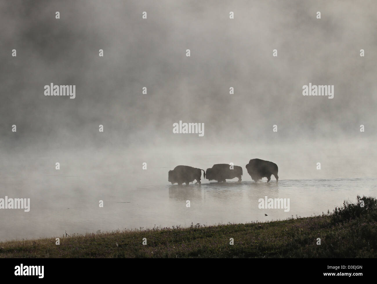 Bison, a key species in Yellowstone National Park, can often be seen ...