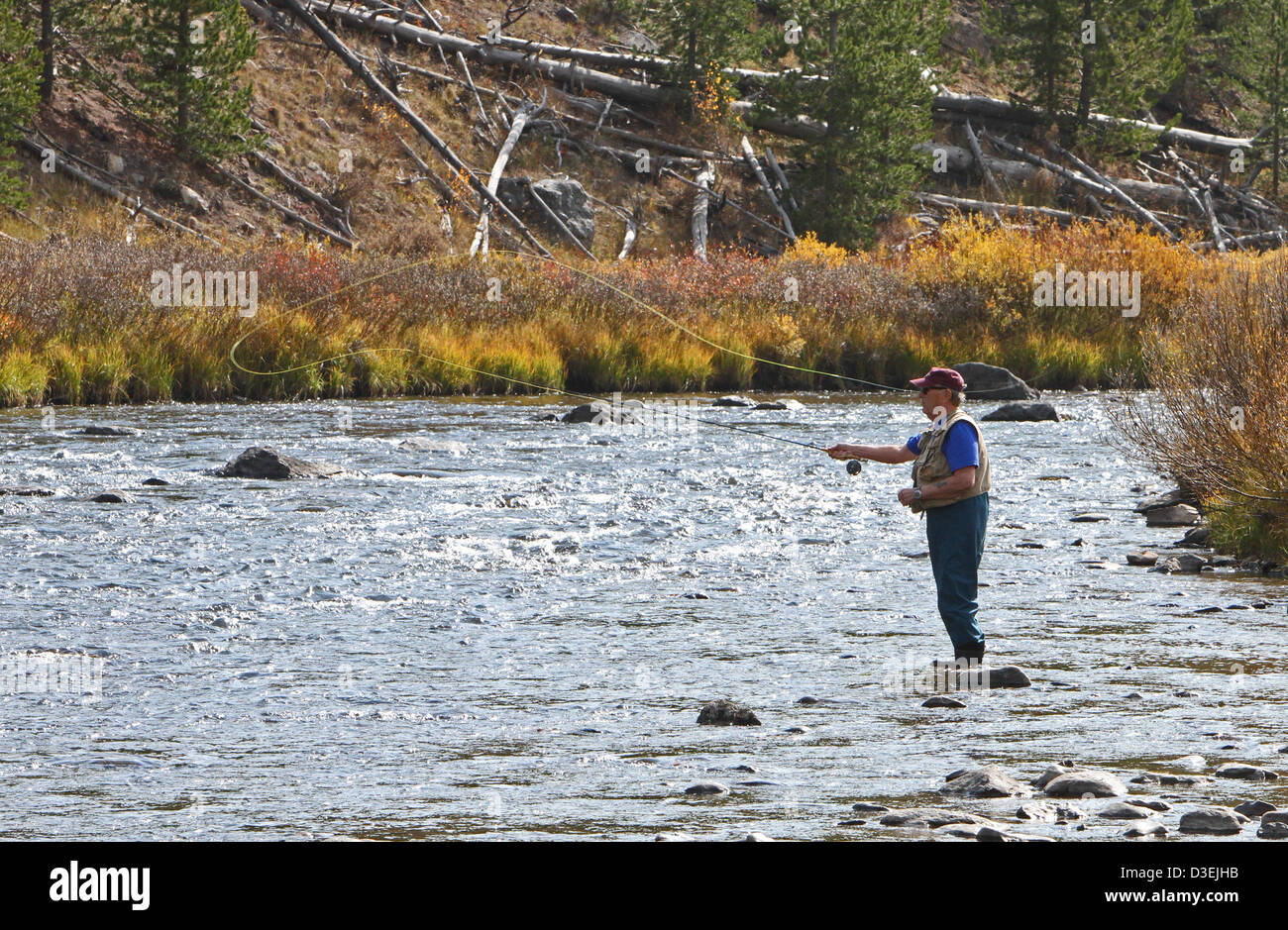 A fisherman casts his line in Yellowstone National Park, a popular ...