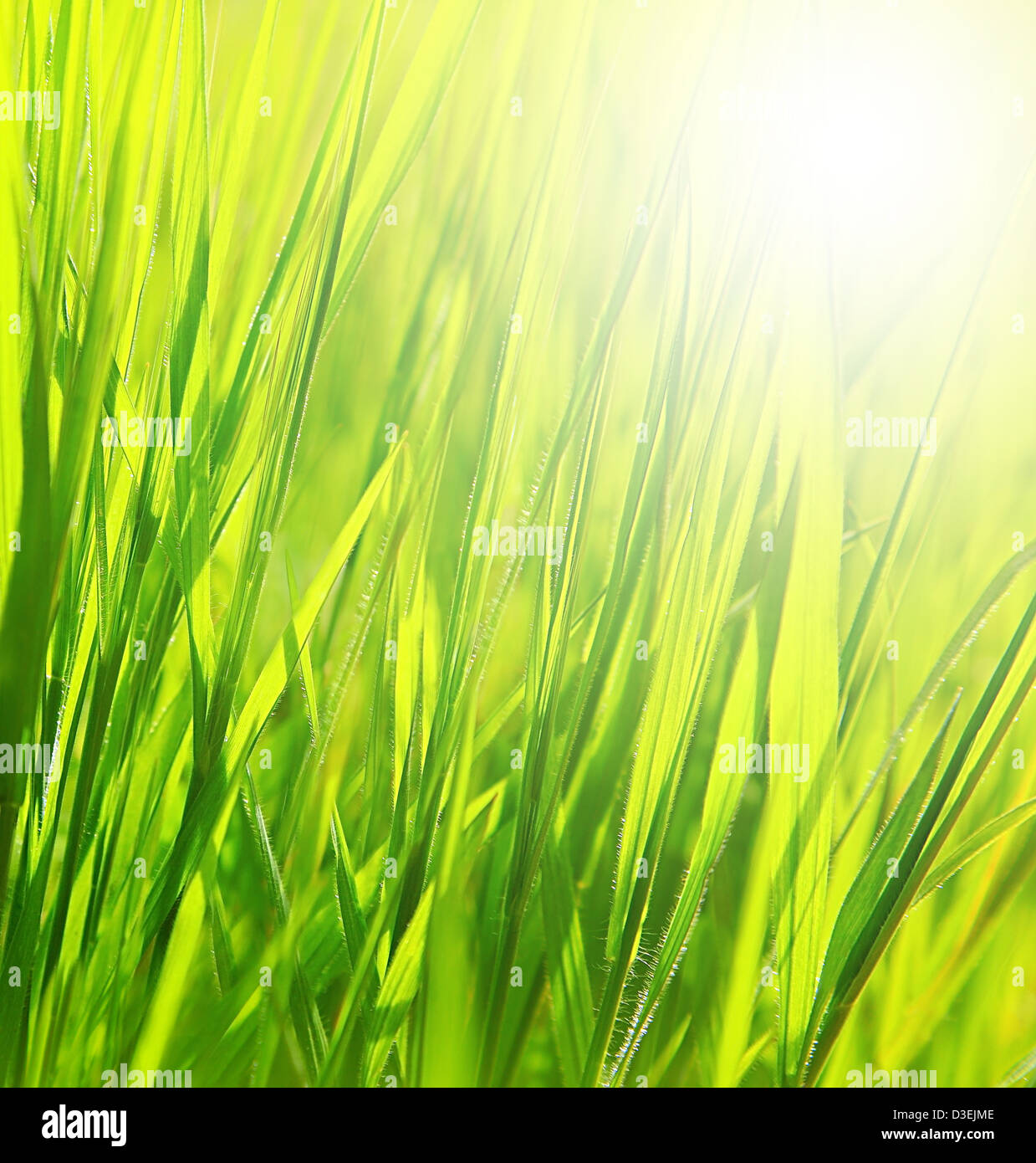 Image of fresh green grass background, spring nature, grassy border ...