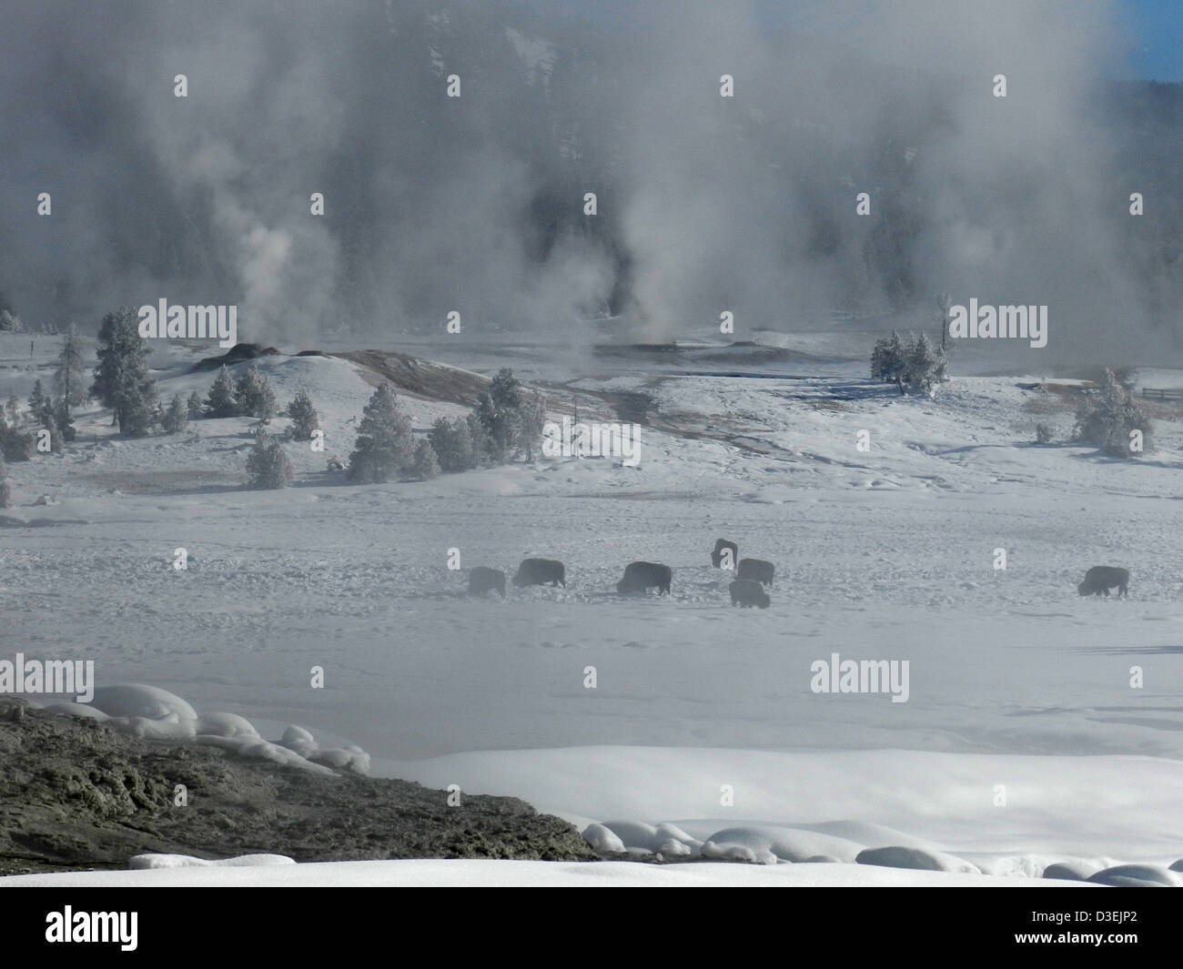 Bison can be seen grazing in the Upper Geyser Basin in Yellowstone ...