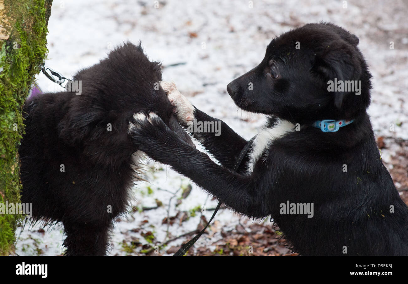 Border Collie Cross High Resolution Stock Photography and Images - Alamy