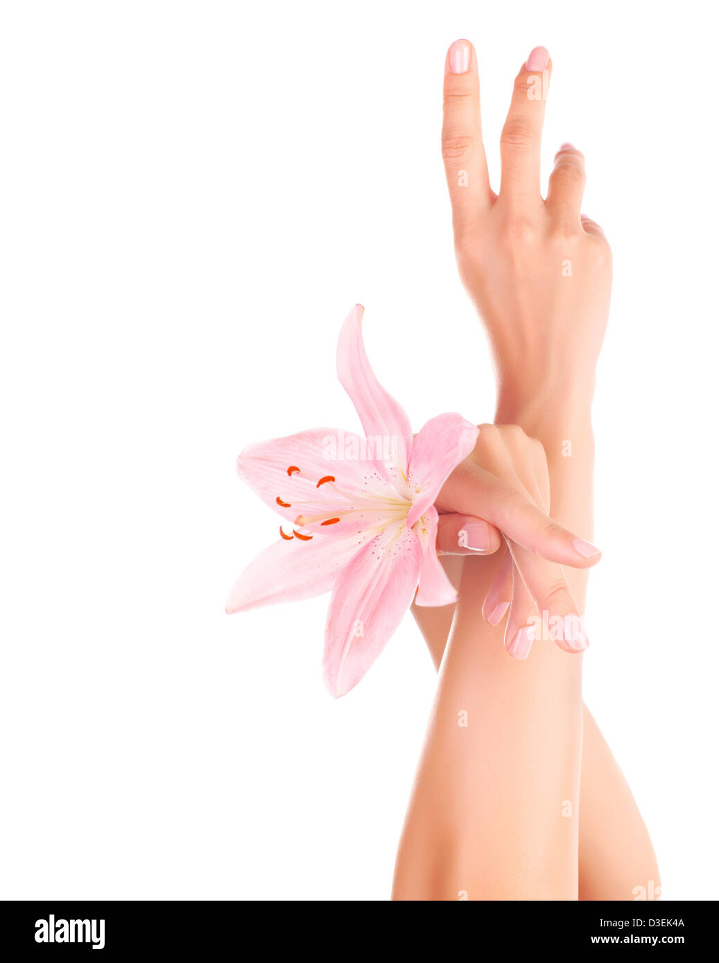 Photo of pure women's hands holding pink lily flowers isolated on white ...
