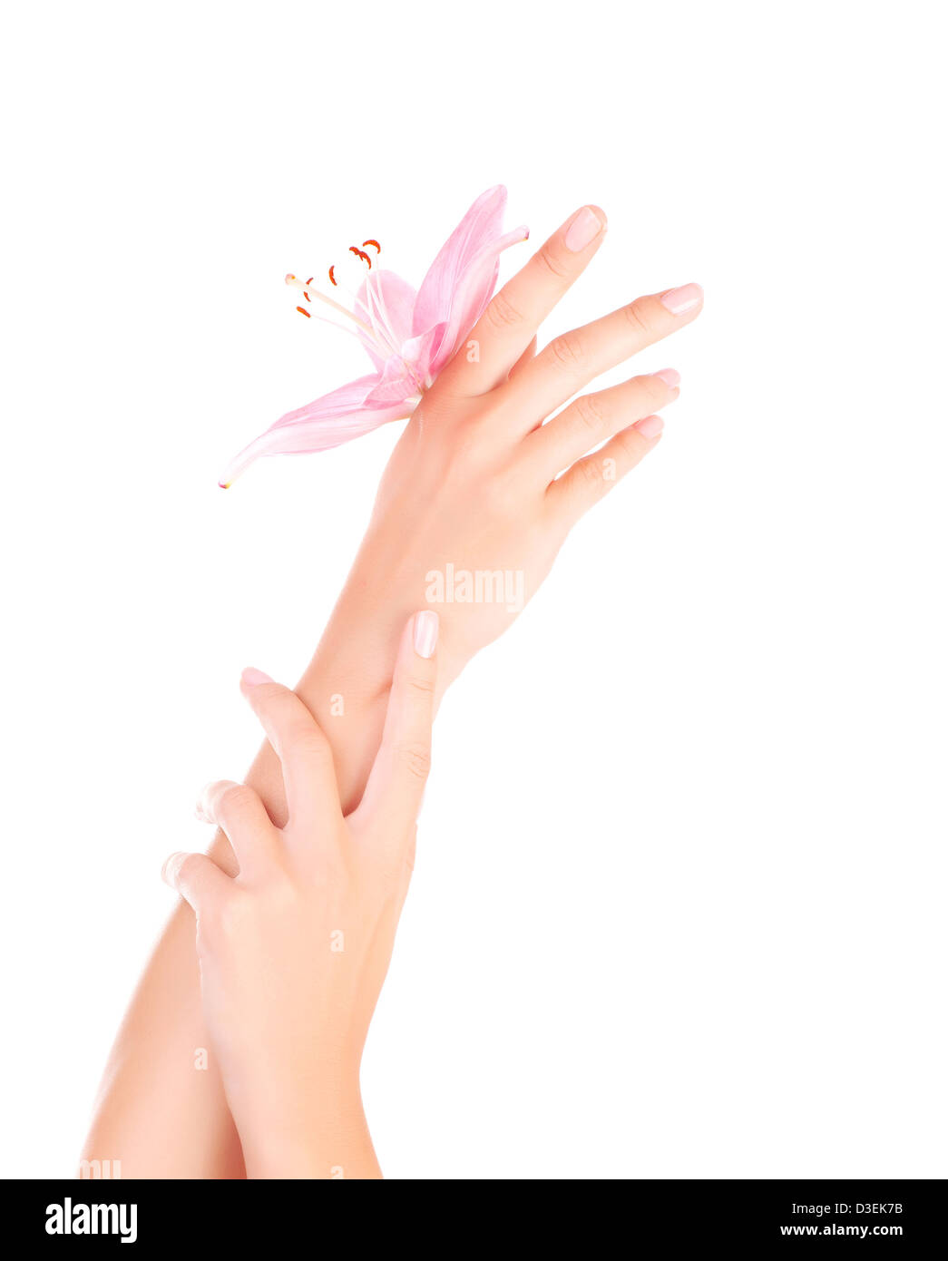 Image of beautiful female hands with pink lily flower, womens body part ...