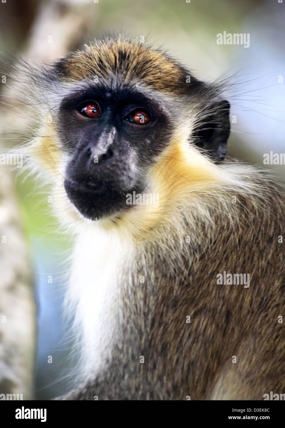 Green monkey hi-res stock photography and images - Alamy