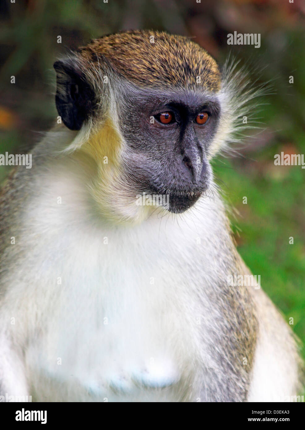 BARBADOS GREEN MONKEY Stock Photo - Alamy