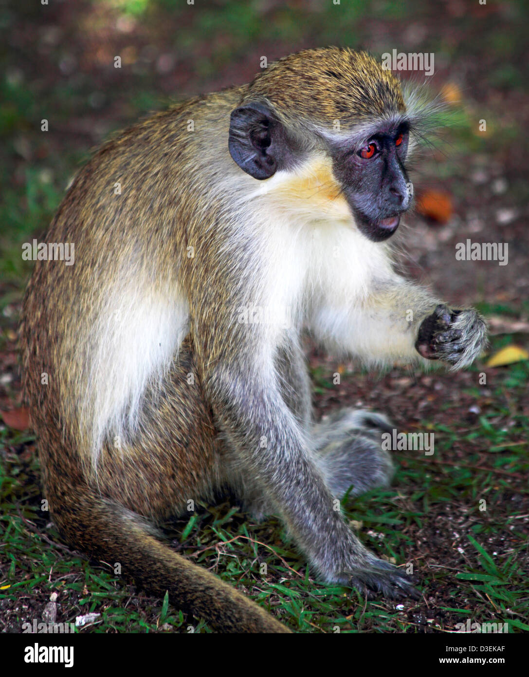 Barbados wildlife hi-res stock photography and images - Alamy
