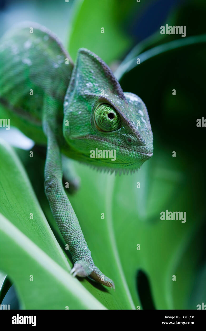 Chameleon on flower Stock Photo - Alamy