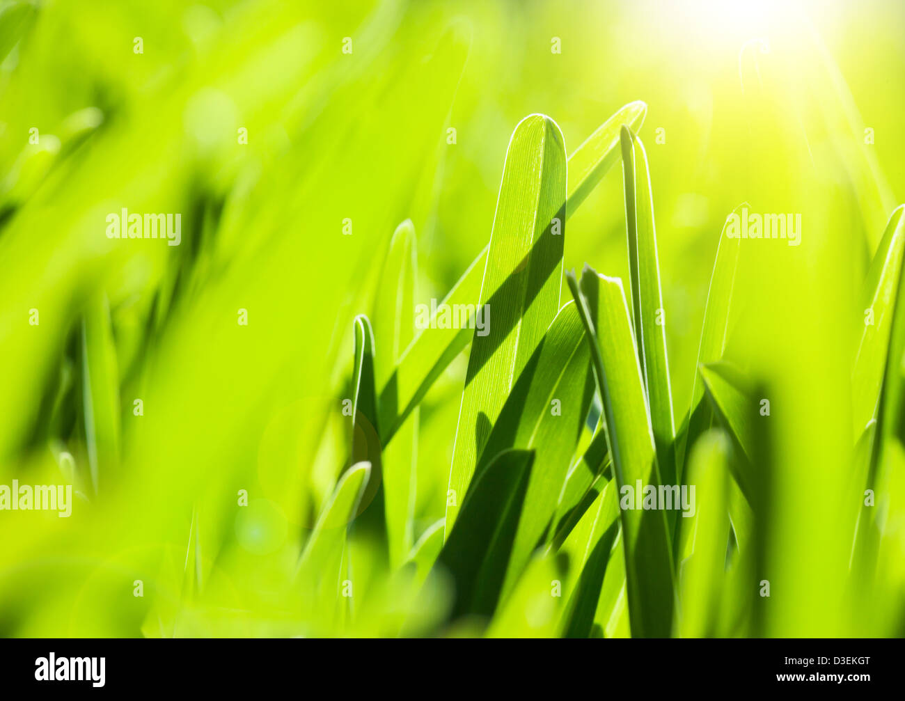 Photo of fresh green grass background, spring nature, grassy border ...