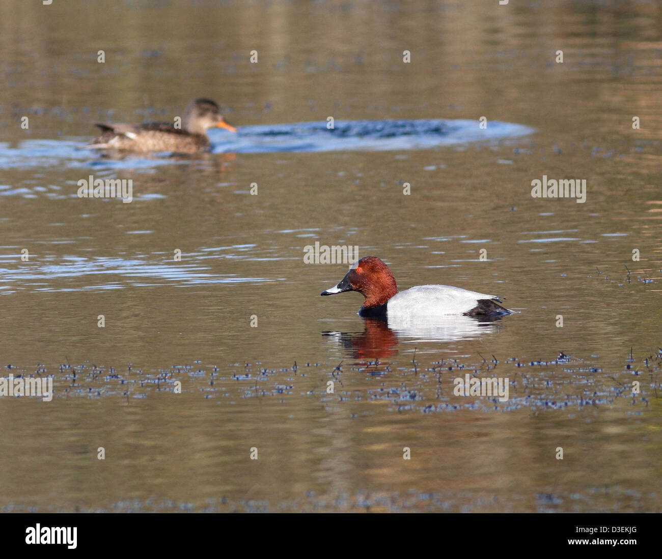 Pochard duck hi-res stock photography and images - Alamy