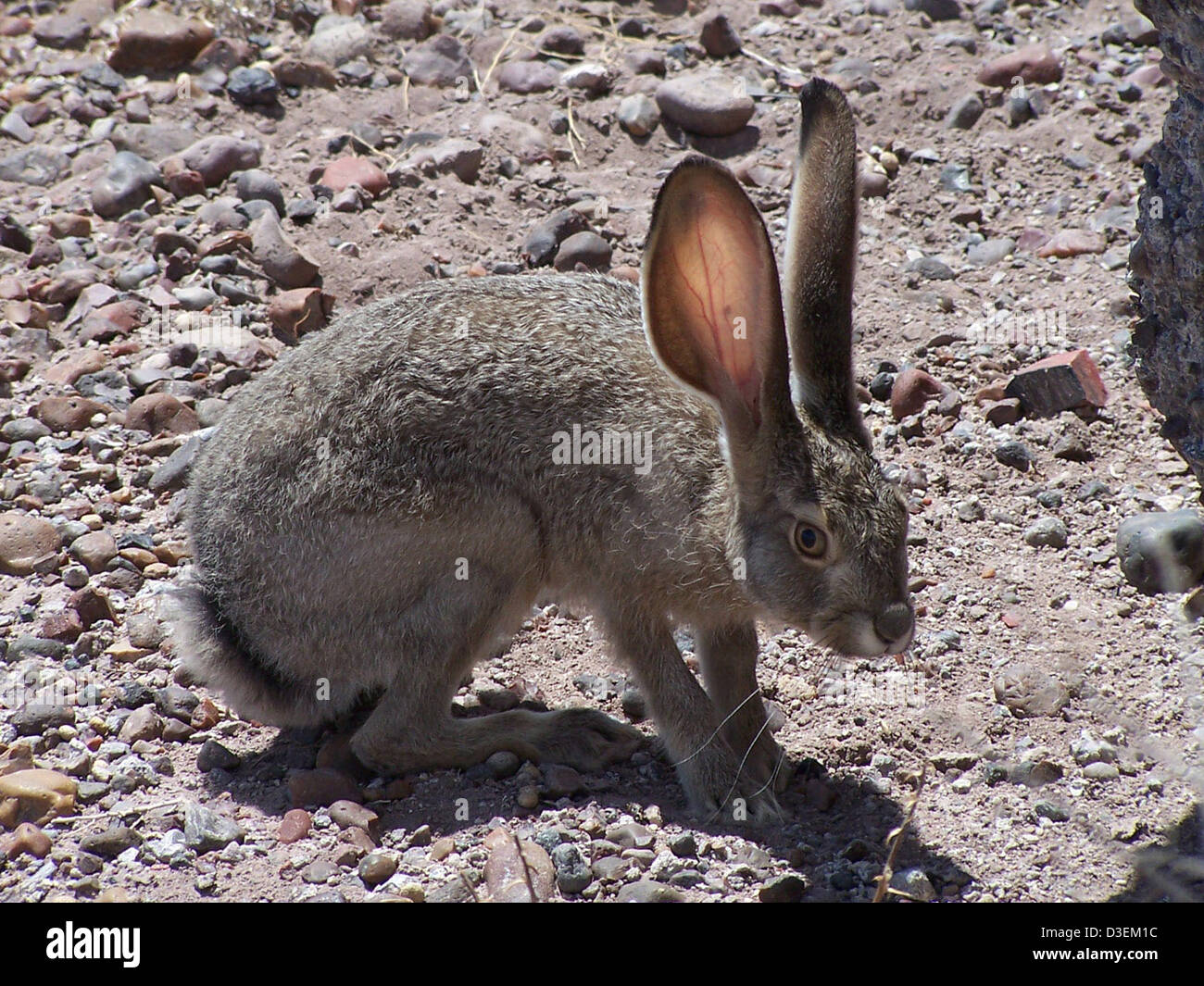 Petrified Forest National Park Animals