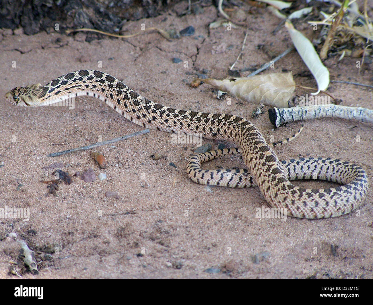 Petrified Forest National Park Animals