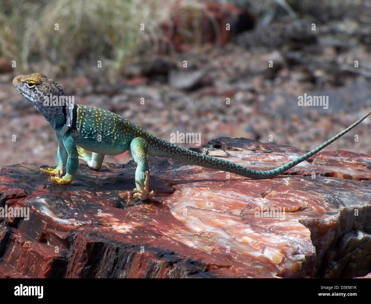 Collared lizard species hi-res stock photography and images - Alamy
