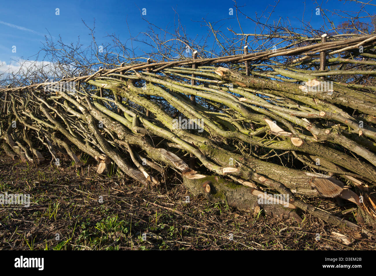 Layed Hawthorn Hedge Ironbridge Shropshire West Midlands England UK ...