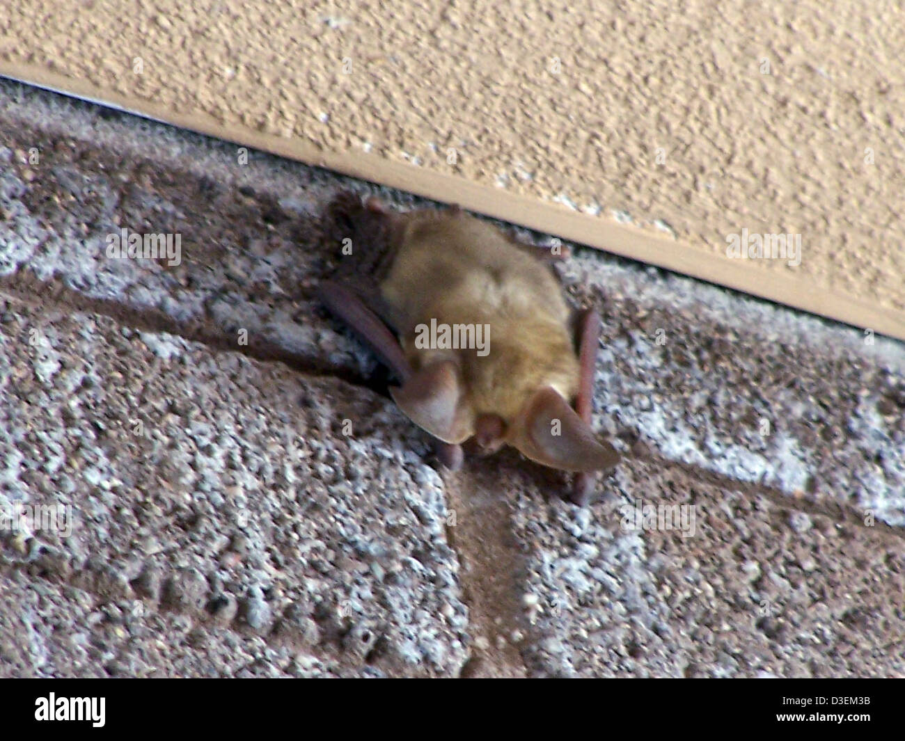 Pallid Bat Stock Photos & Pallid Bat Stock Images - Alamy