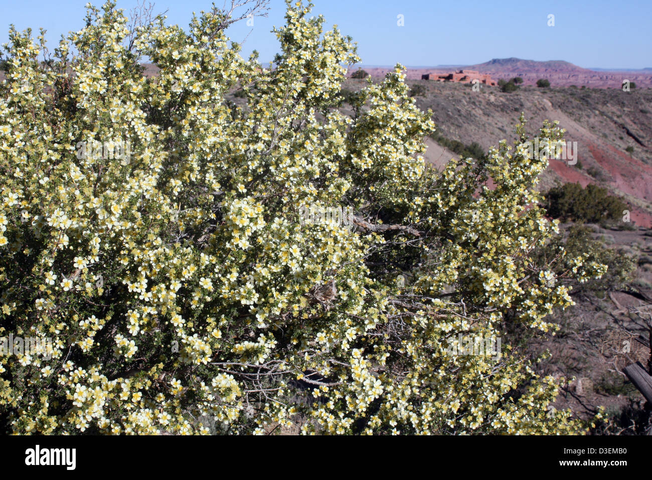 Cliffrose hi-res stock photography and images