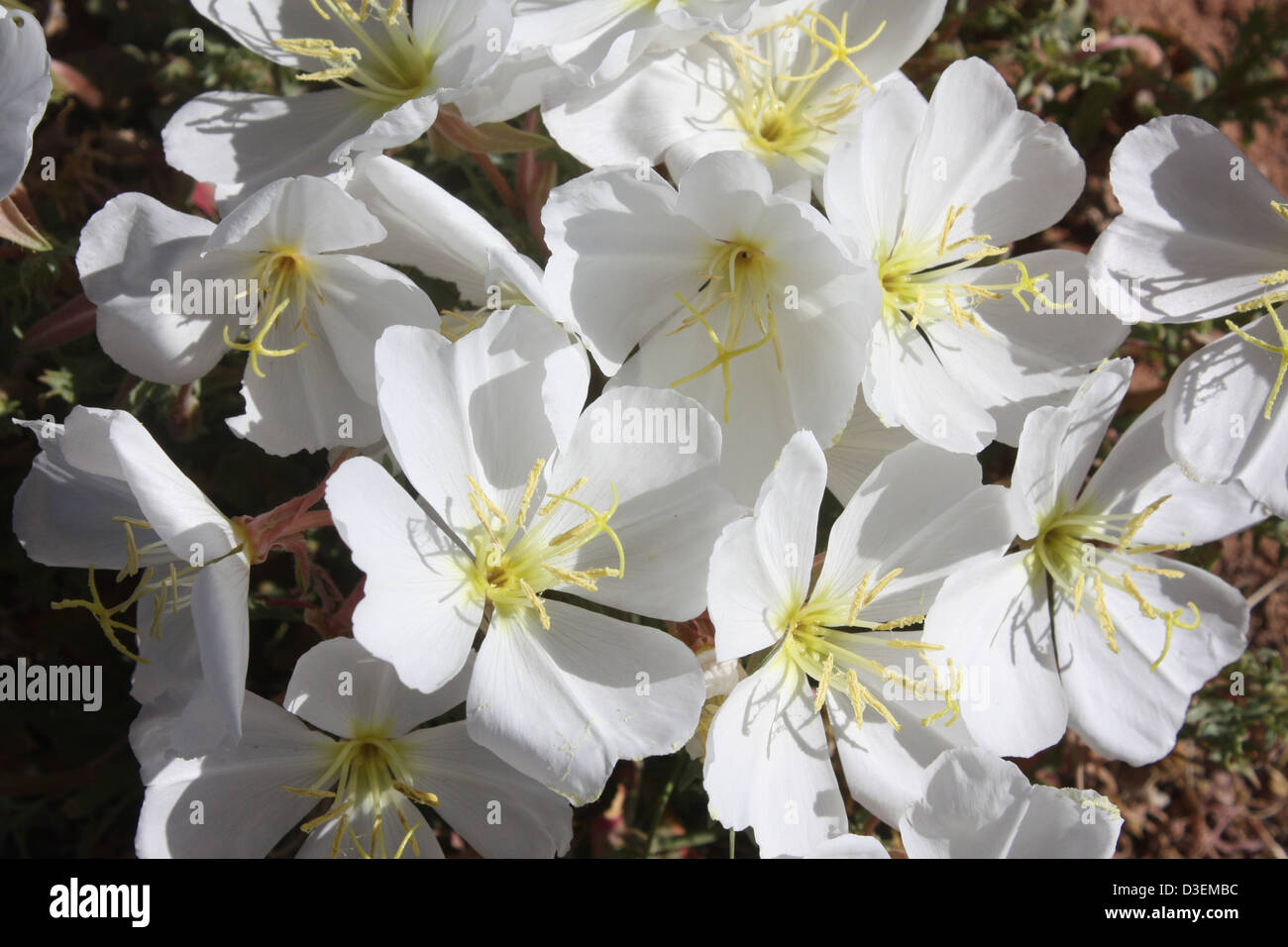 Evening Primrose, a flowering plant, thrives in the unique environment ...