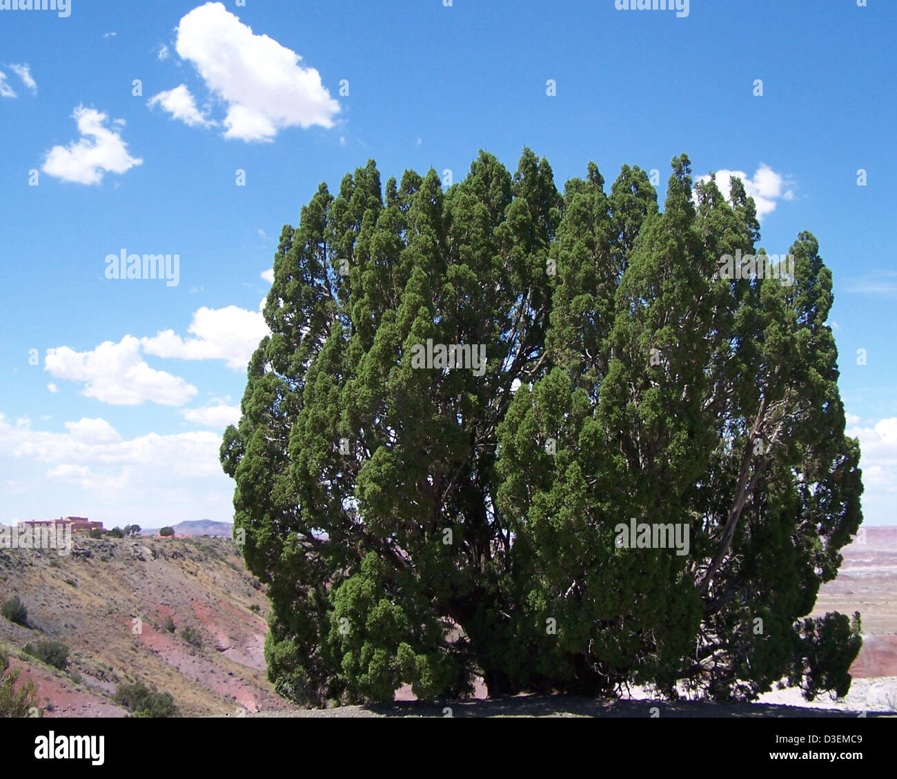 Petrified Forest National Park Plants Juniper Stock Photo - Alamy